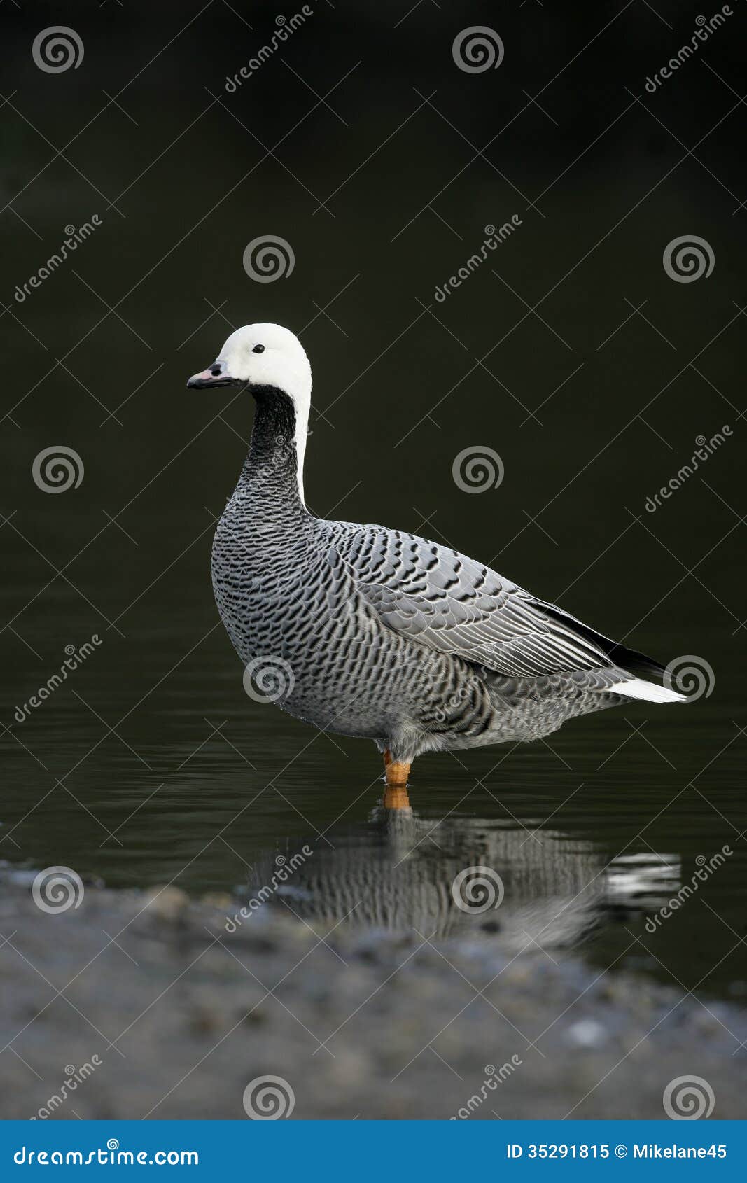 Emperor Goose, Anser Canagica Stock Image - Image of wildlife, water ...