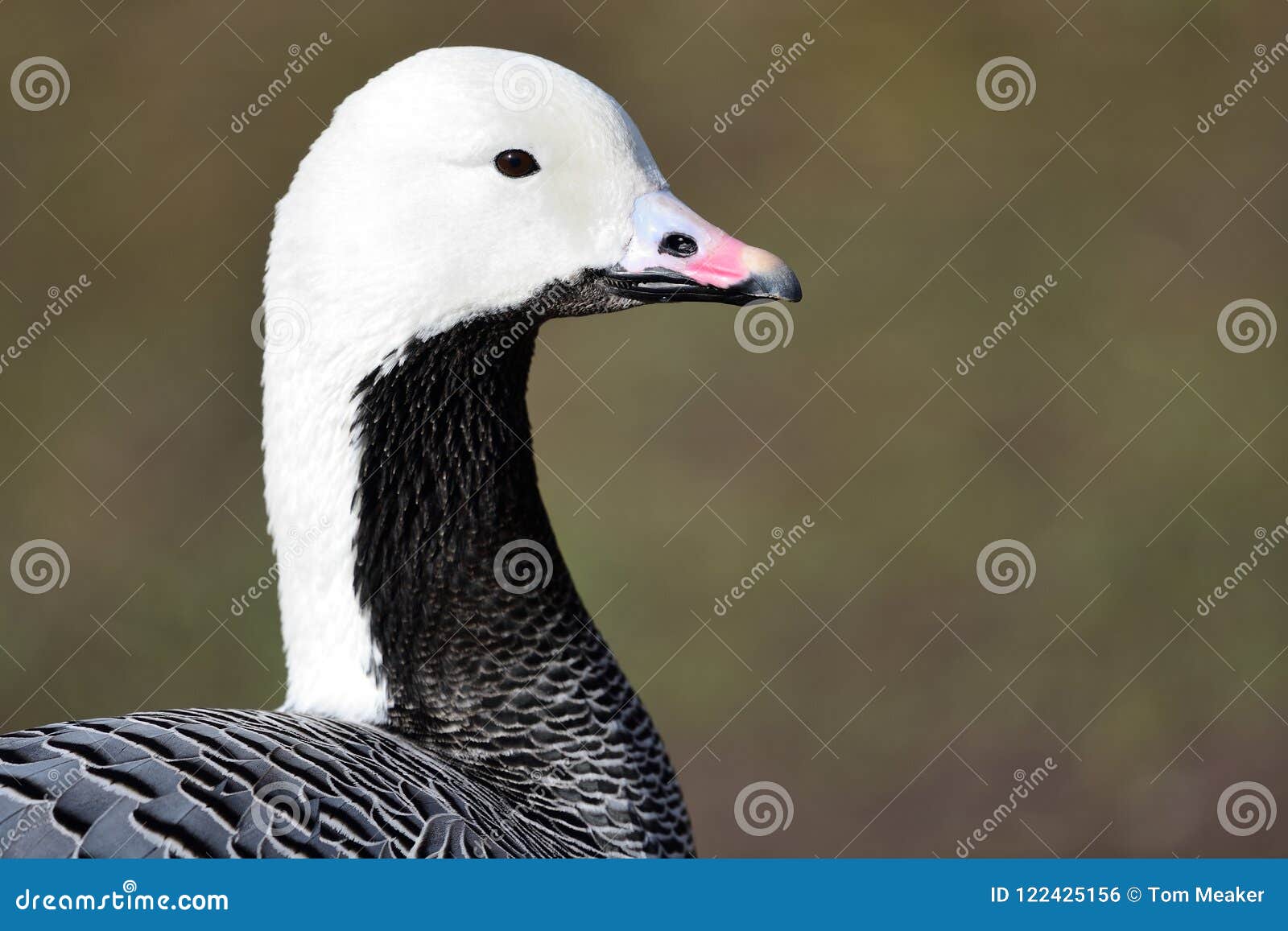Emperor Goose Anser Canagicus Stock Photo - Image of nature, water ...