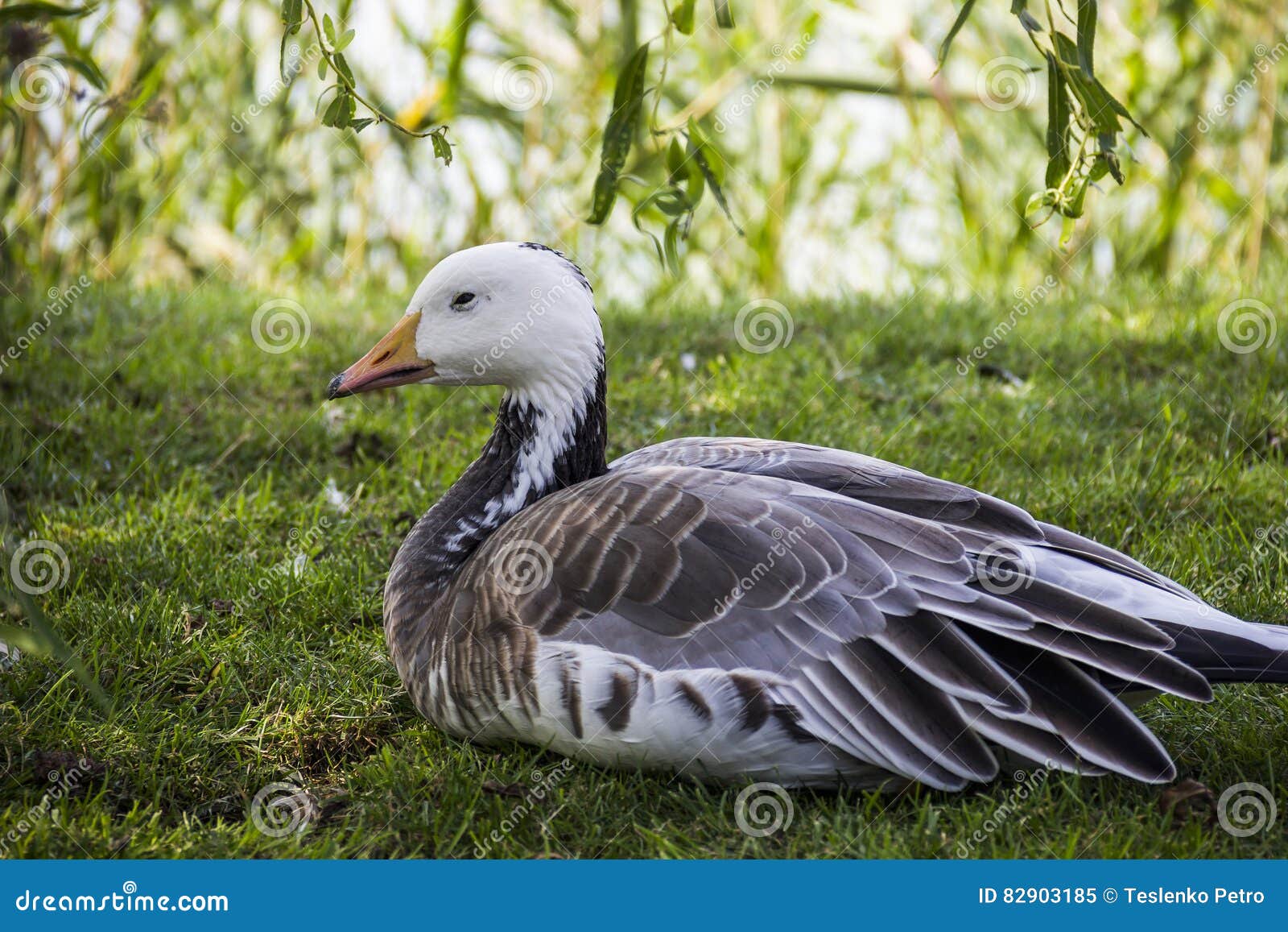 Emperor goose stock image. Image of greylag, black, grey - 82903185