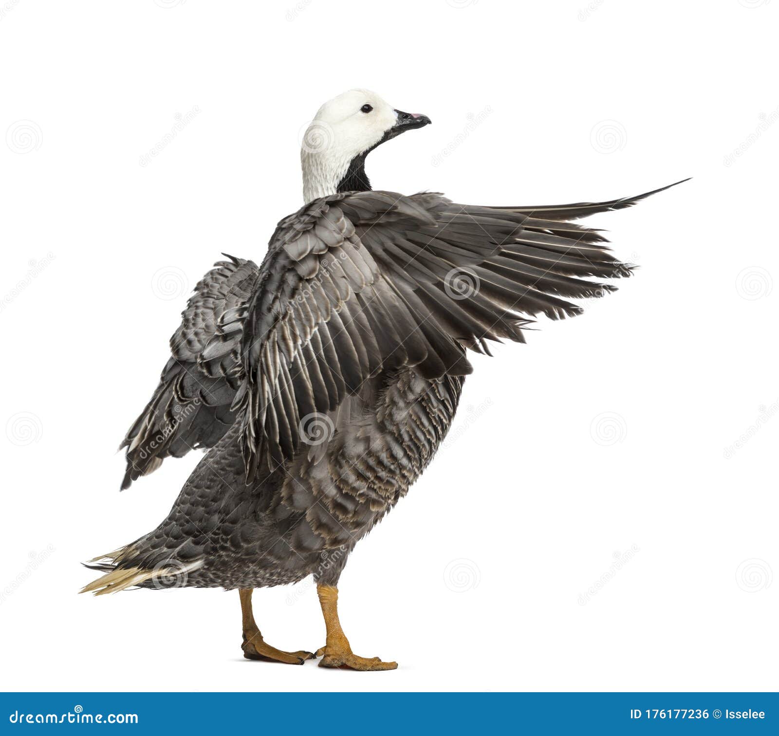 Emperor Goose Flapping Its Wings, Isolated Stock Photo - Image of ...
