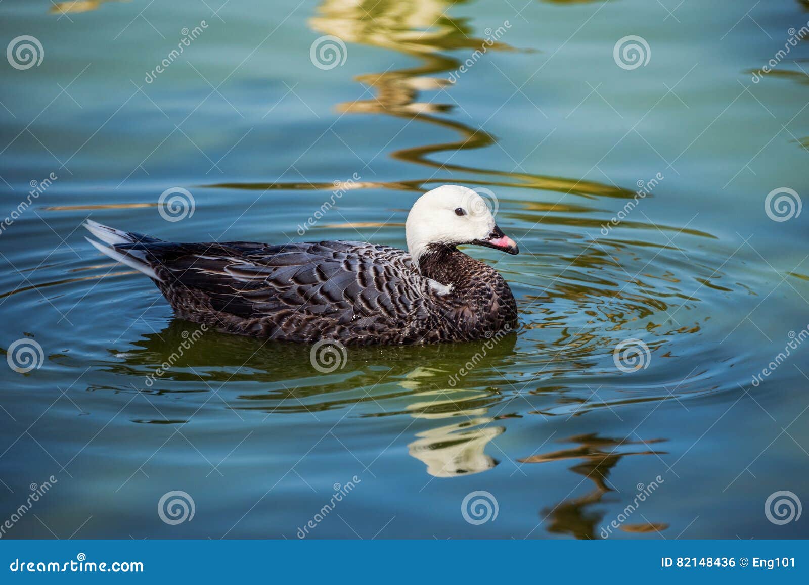 Emperor goose swimming stock photo. Image of collection - 82148436