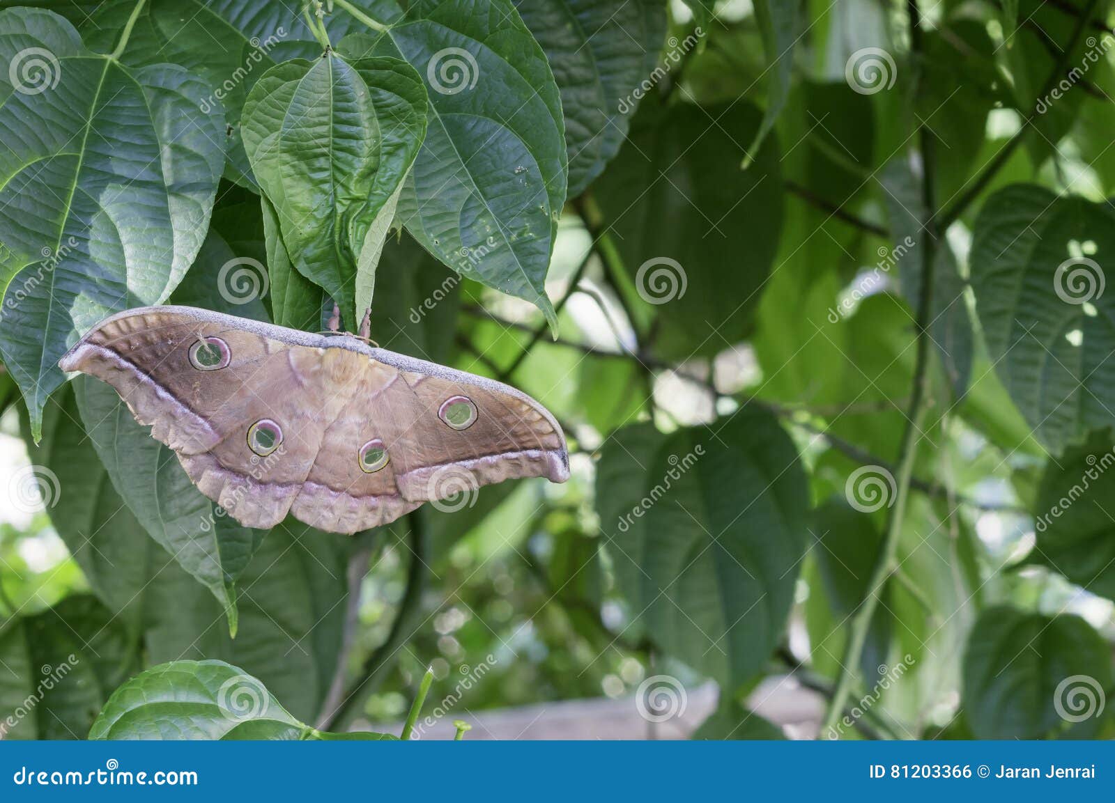 Emperor moth stock photo. Image of beautiful, single - 81203366