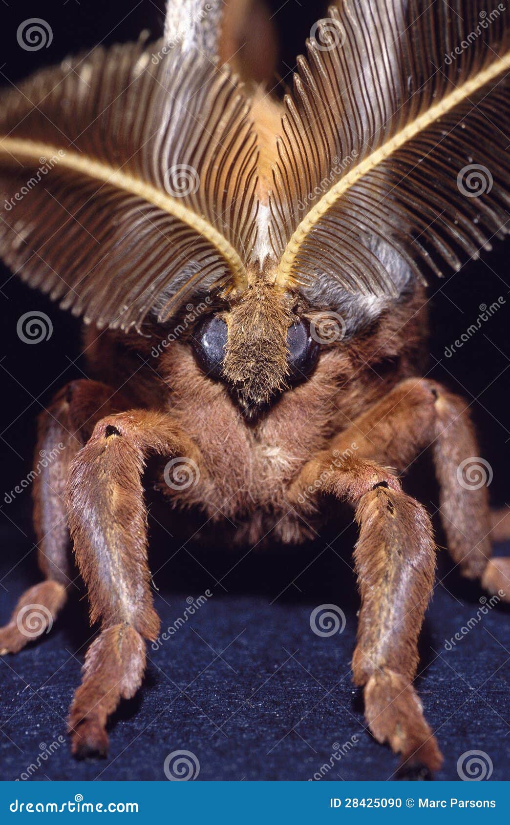 Emperor Moth - Rothschildia Aricia Royalty-Free Stock Image ...