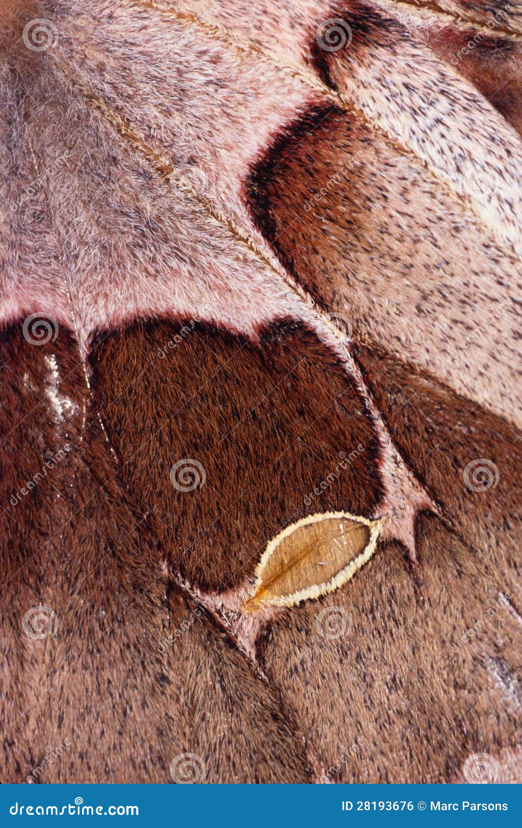 Moth Wing Dissection Micrograph Stock Photography | CartoonDealer.com ...