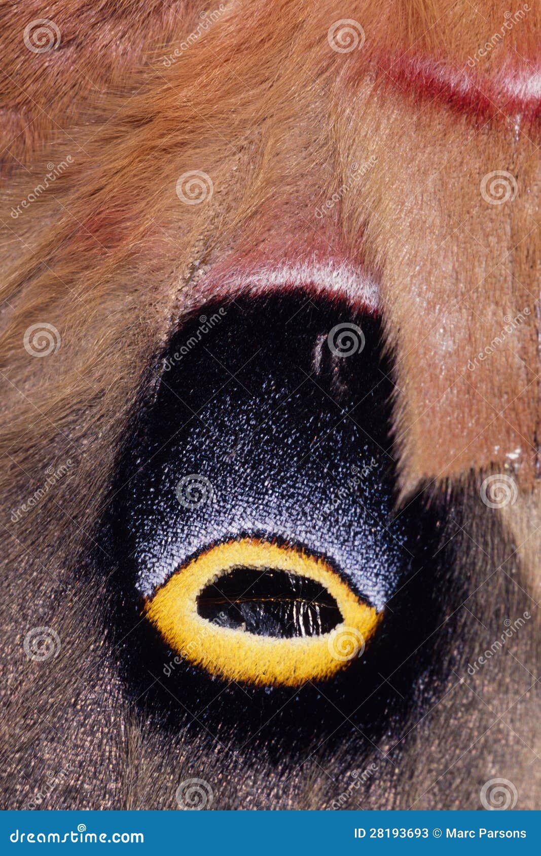 Moth Wing Dissection Micrograph Stock Photography | CartoonDealer.com ...