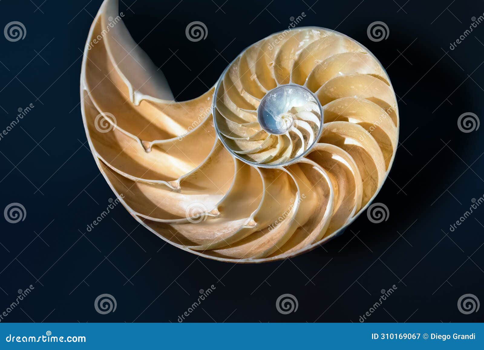 Emperor Nautilus Shell Interior - Seashell Stock Image - Image of ...
