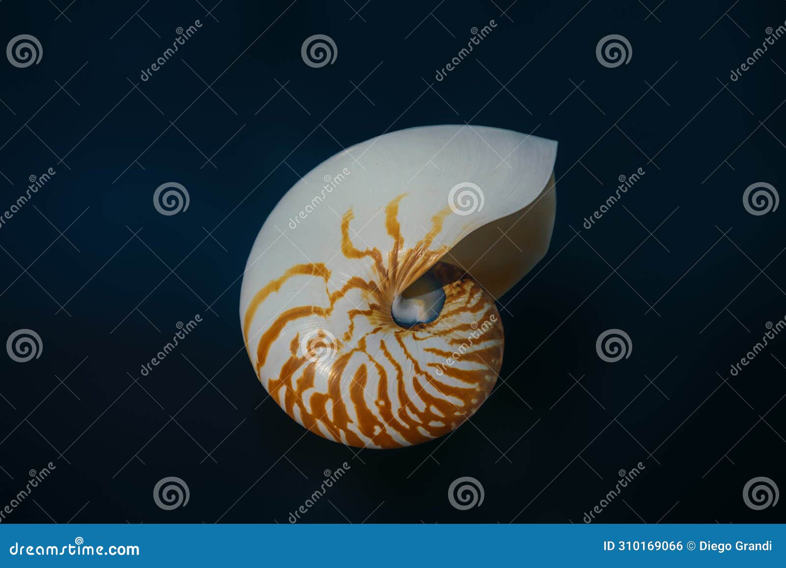 Emperor Nautilus Shell - Seashell Stock Photo - Image of animal, nature ...