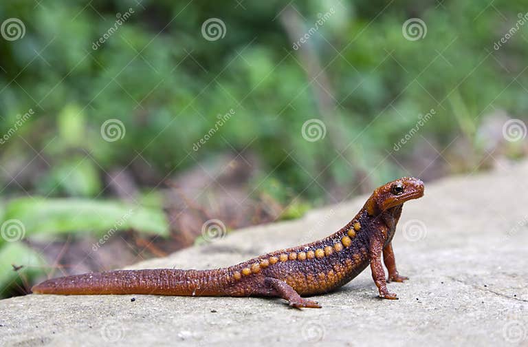 Emperor Newt stock photo. Image of looks, spots, creature - 22514858