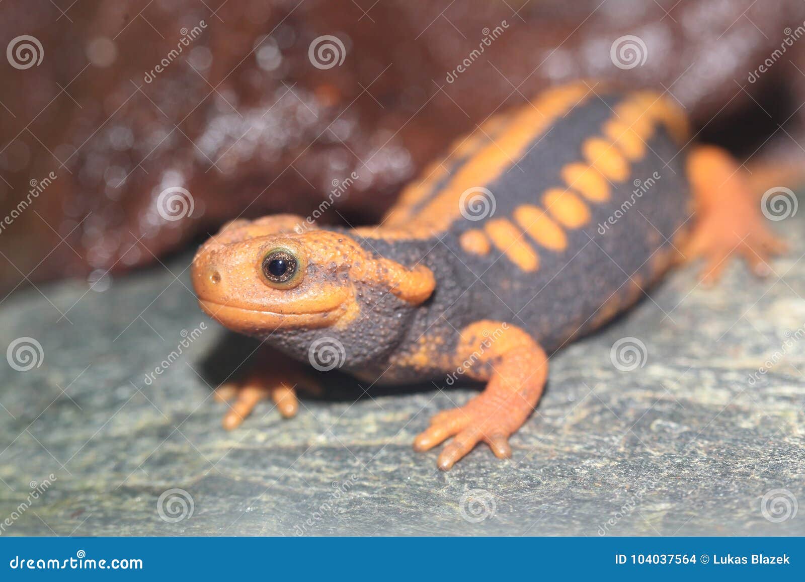 Emperor newt stock photo. Image of salamander, amphibian - 104037564