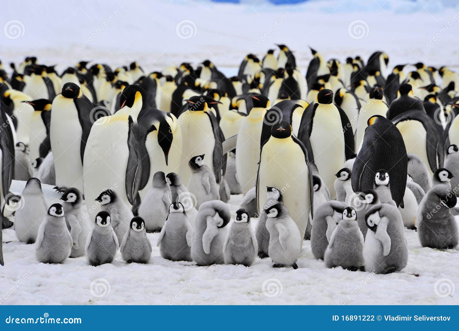 Emperor Penguin stock photo. Image of pole, antarctica - 16891222