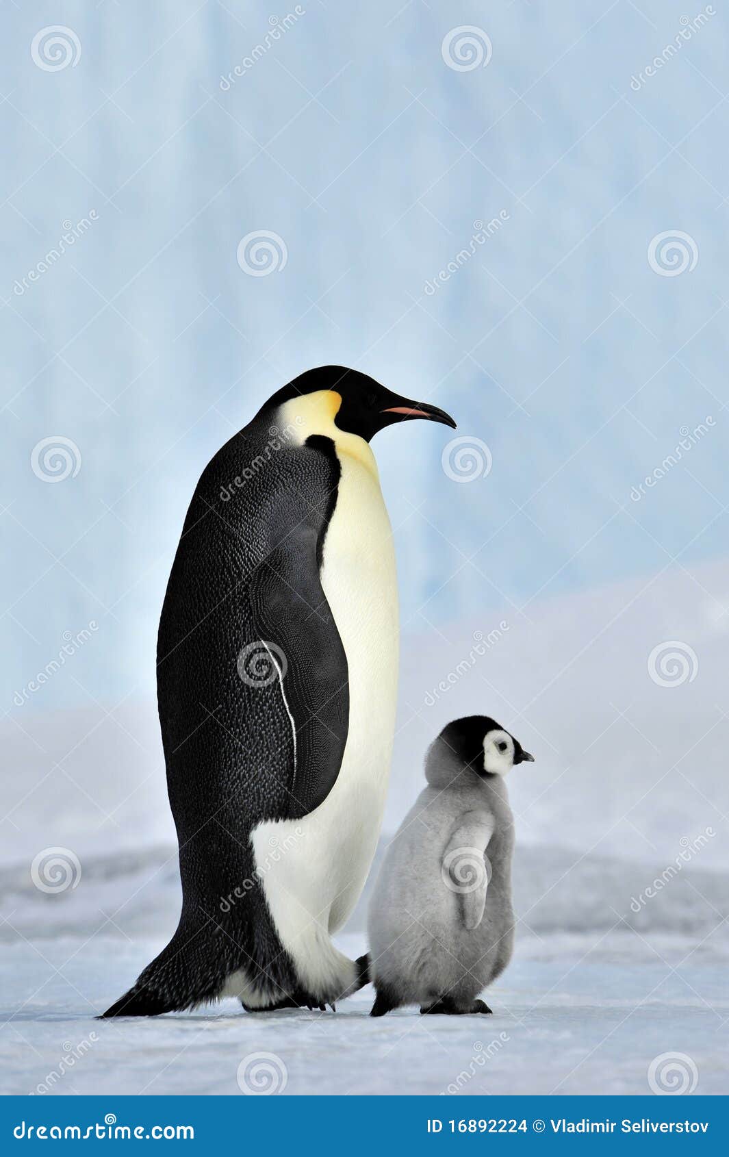 Emperor Penguin stock photo. Image of climate, penguin - 16892224