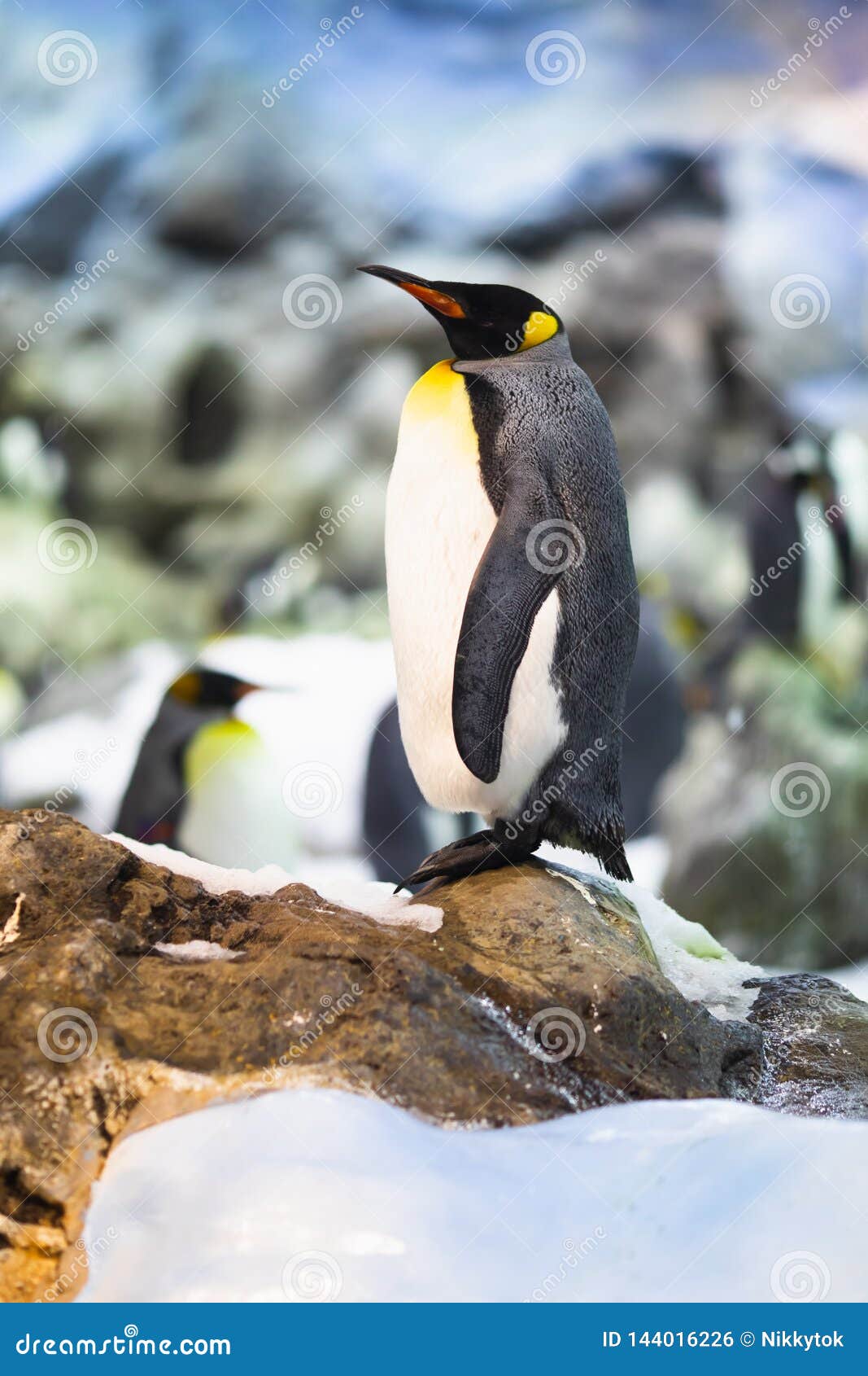 Emperor Penguin Night Stock Photos - Free & Royalty-Free Stock Photos ...