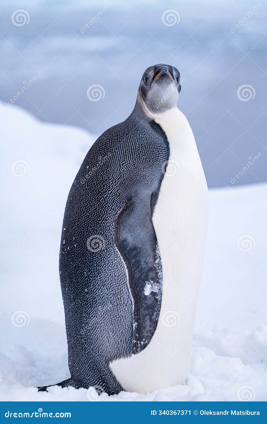 Emperor Penguin in Antarctica. South Pole Stock Image - Image of care ...
