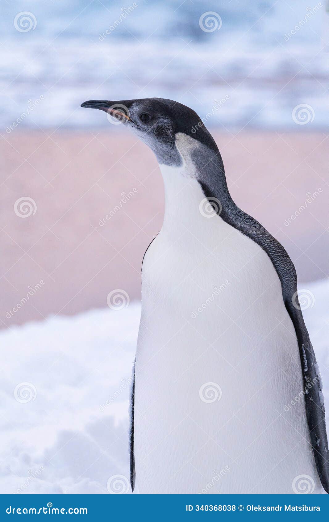 Emperor Penguin in Antarctica. South Pole Stock Photo - Image of arctic ...
