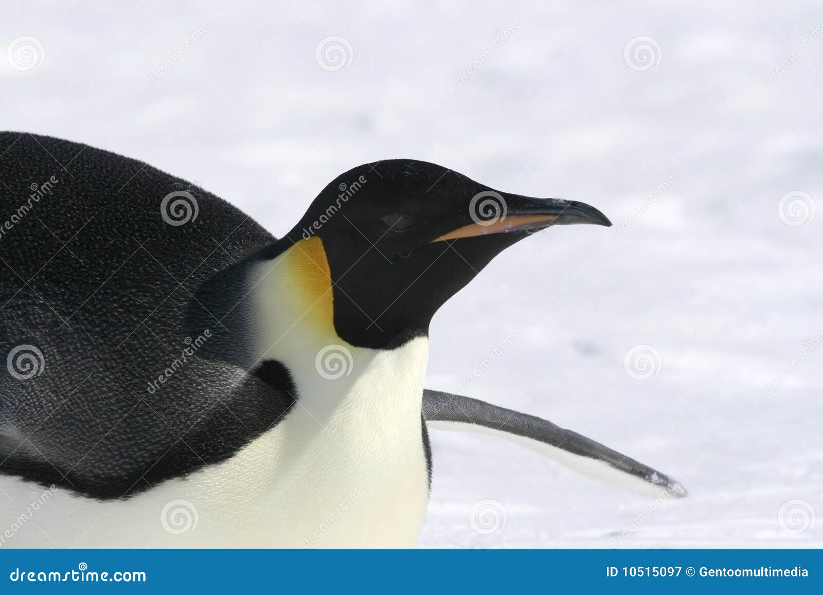 Emperor Penguin (Aptenodytes Forsteri) Stock Image - Image of winter ...