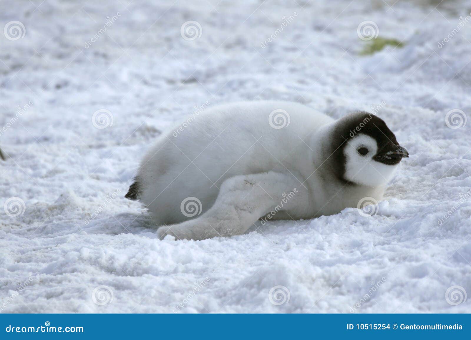 Emperor Penguin (Aptenodytes Forsteri) Stock Photo - Image of winter ...