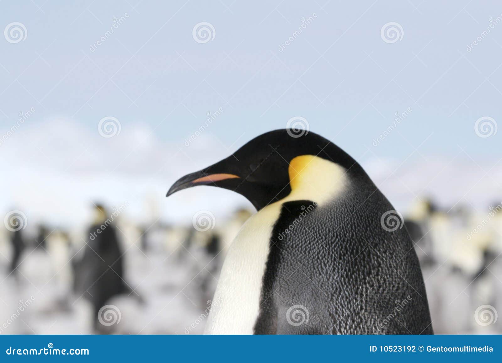 Emperor Penguin (Aptenodytes Forsteri) Stock Photo - Image of close ...