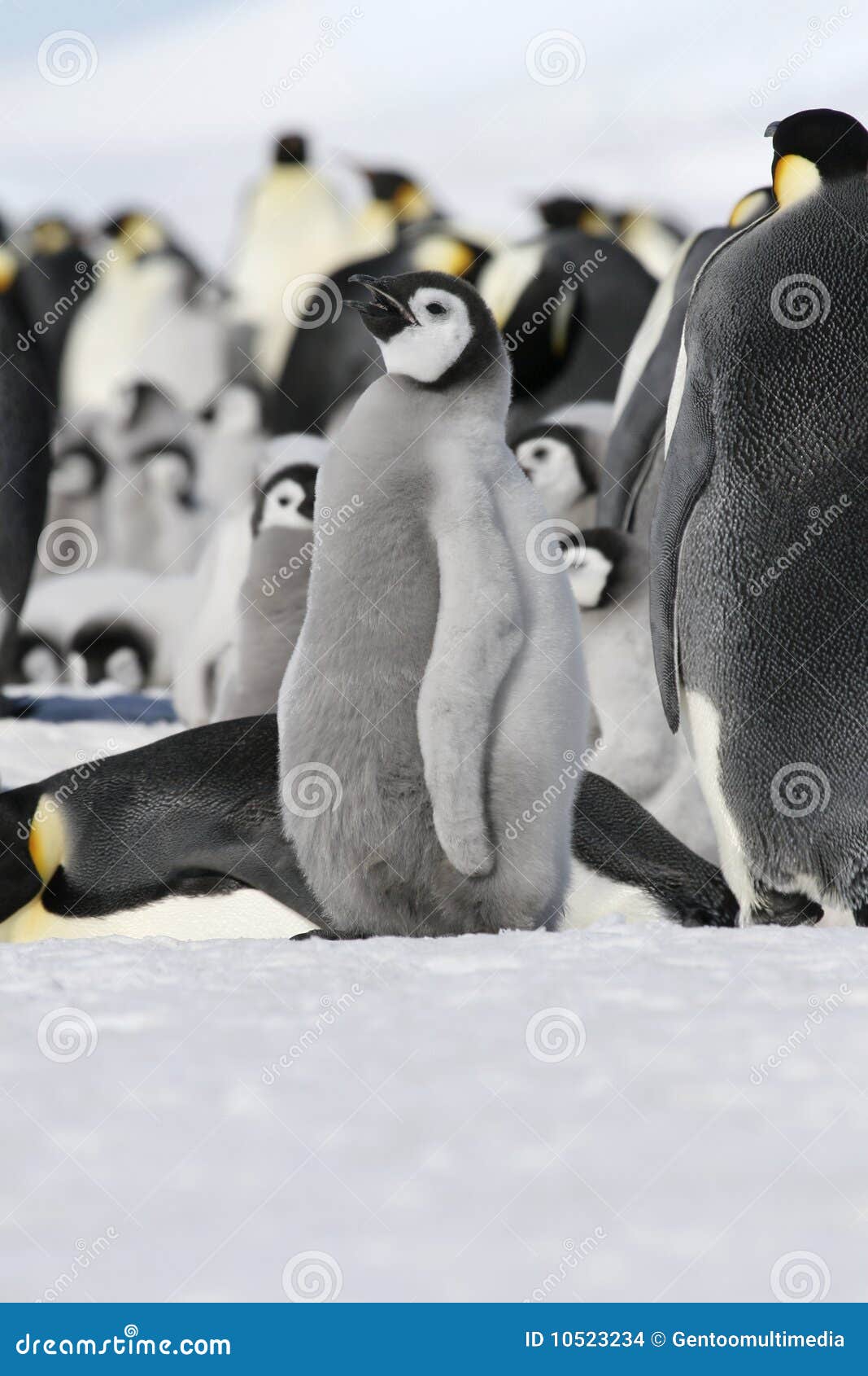 Emperor Penguin (Aptenodytes Forsteri) Stock Photo - Image of pole ...
