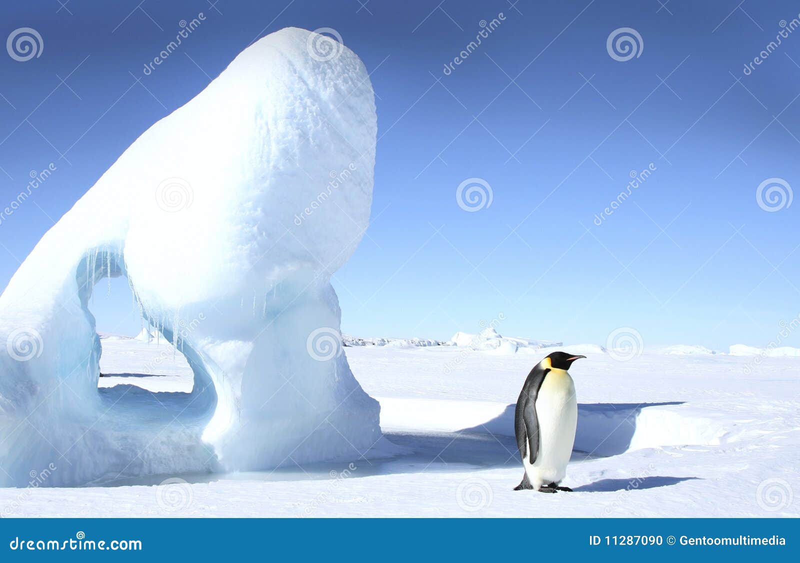 Emperor Penguin (Aptenodytes Forsteri) Stock Photo - Image of frozen ...