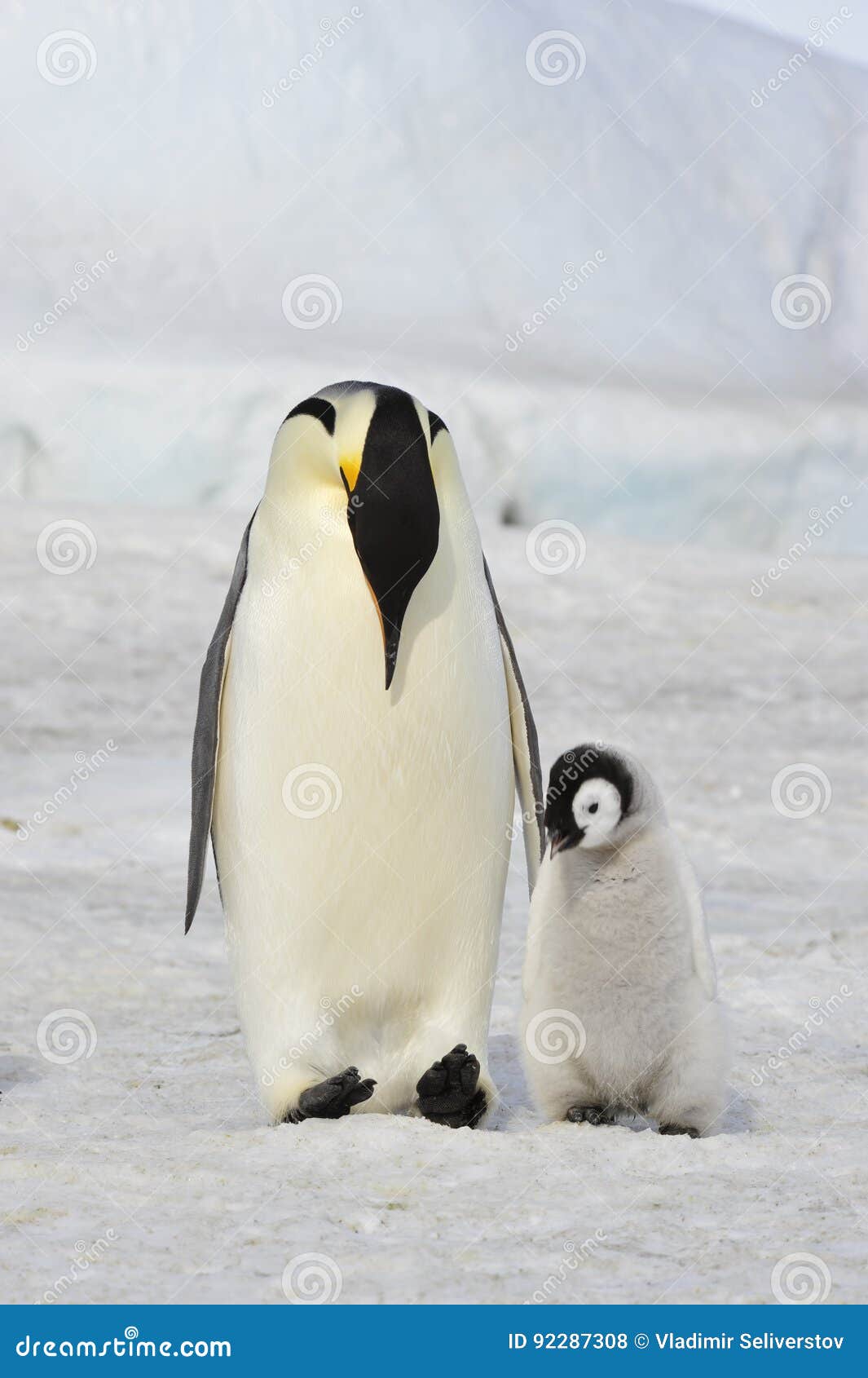 Emperor Penguin with chick stock photo. Image of cold - 92287308