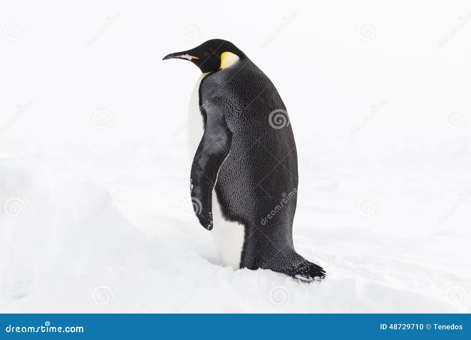 An Emperor Penguin Standing Up Stock Photo - Image of tuxedo, forsteri ...