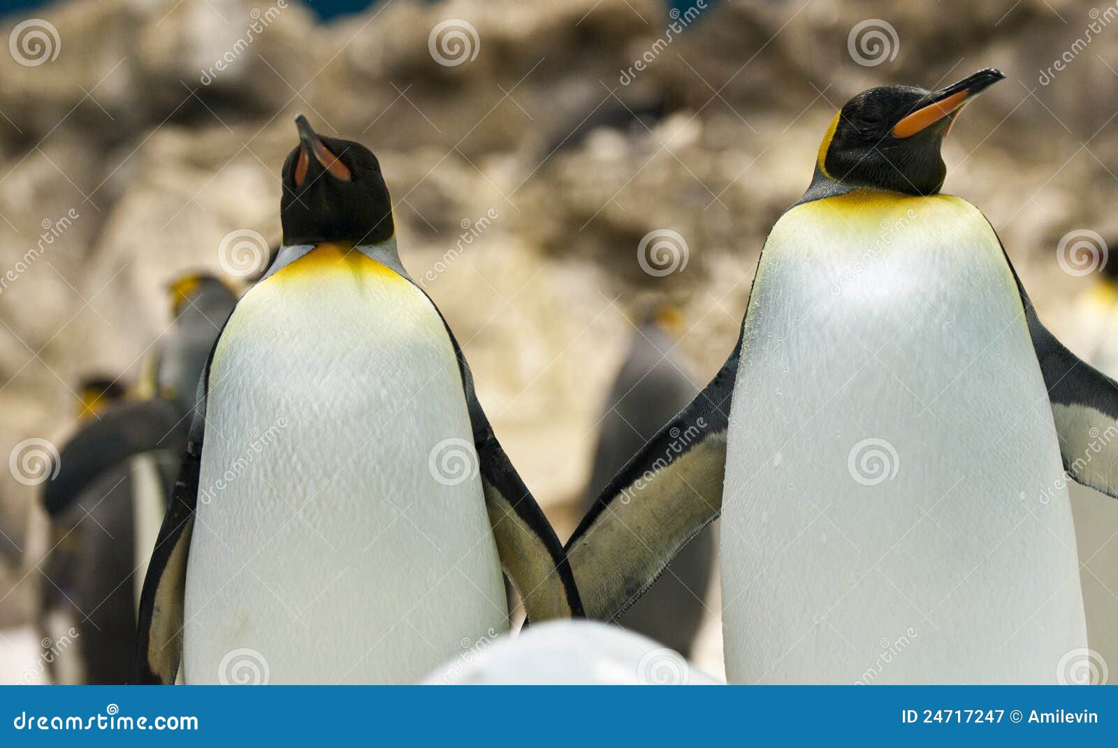 Emperor penguins stock image. Image of beak, snow, emperor - 24717247