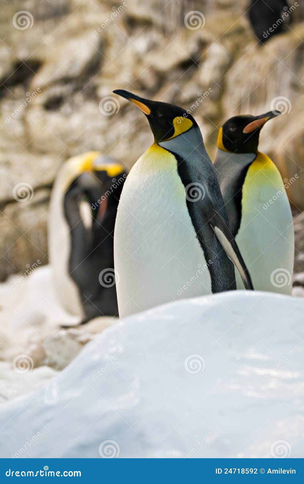 Emperor penguins stock photo. Image of pack, cold, beak - 24718592