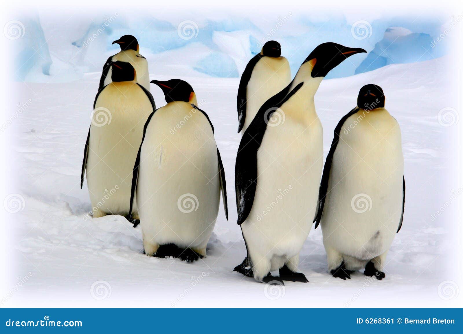 Emperor penguins stock image. Image of freezing, polar - 6268361