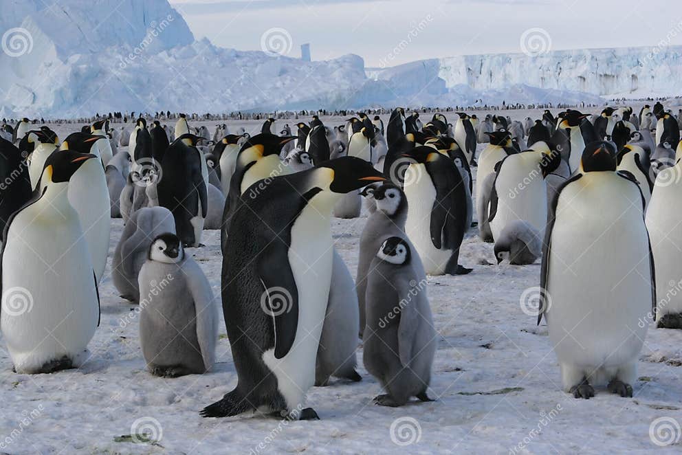 Emperor penguins stock photo. Image of family, antarctic - 679572