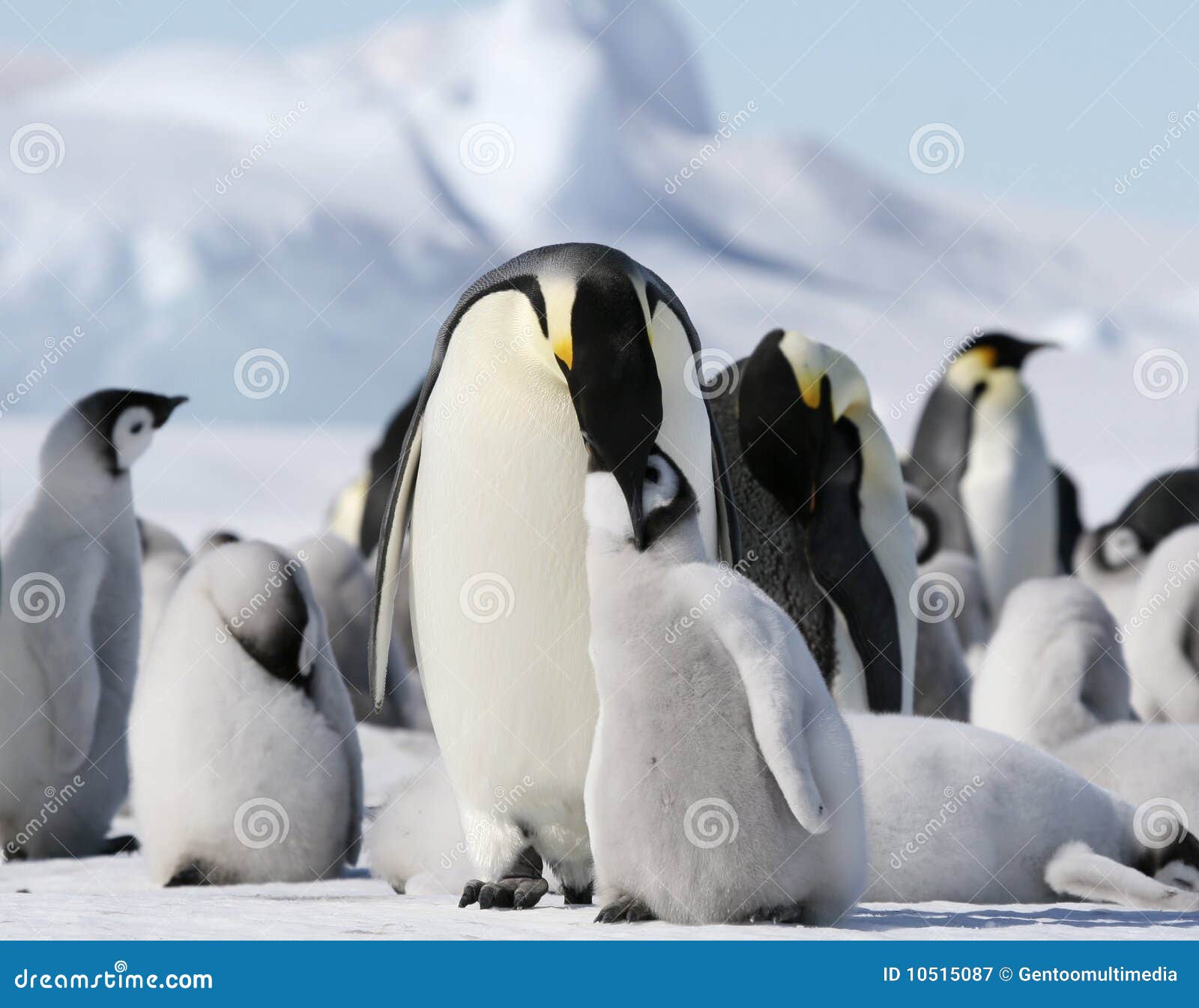 Emperor Penguins (Aptenodytes Forsteri) Stock Image - Image of pole ...