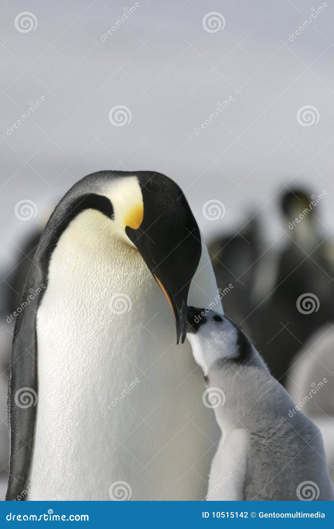 Emperor Penguins (Aptenodytes Forsteri) Stock Photo - Image of south ...