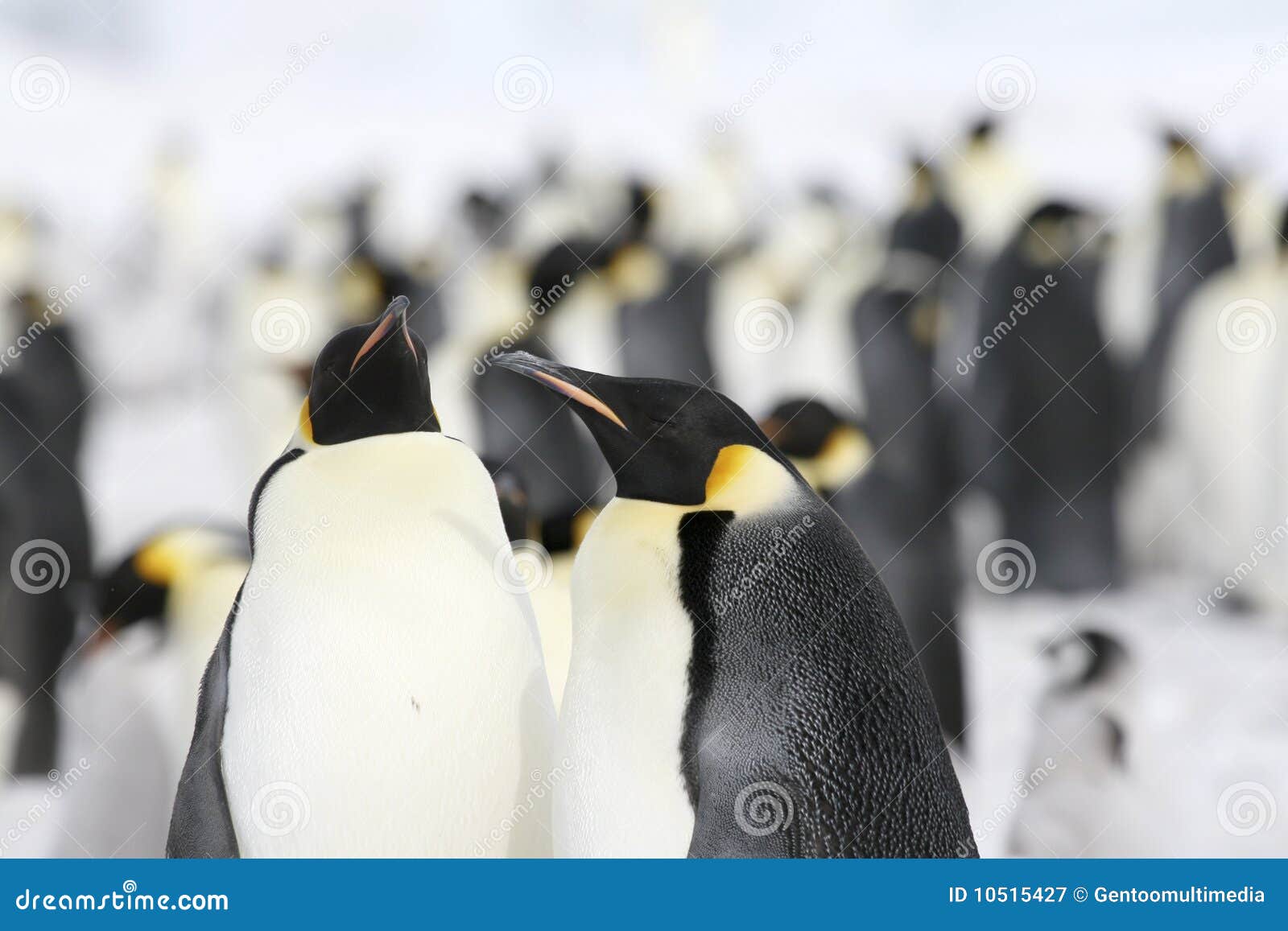 Emperor Penguins (Aptenodytes Forsteri) Stock Image - Image of wildlife ...