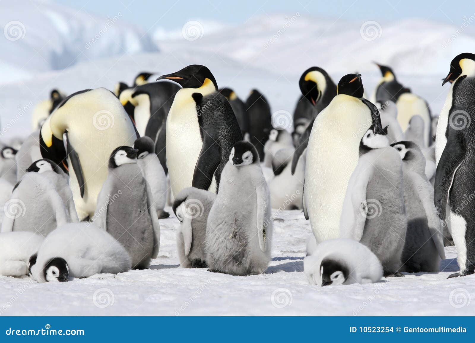 Emperor Penguins (Aptenodytes Forsteri) Stock Photo - Image of emperor ...
