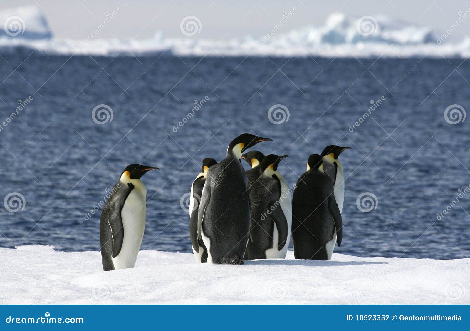 Emperor Penguins (Aptenodytes Forsteri) Stock Photo - Image of frozen ...