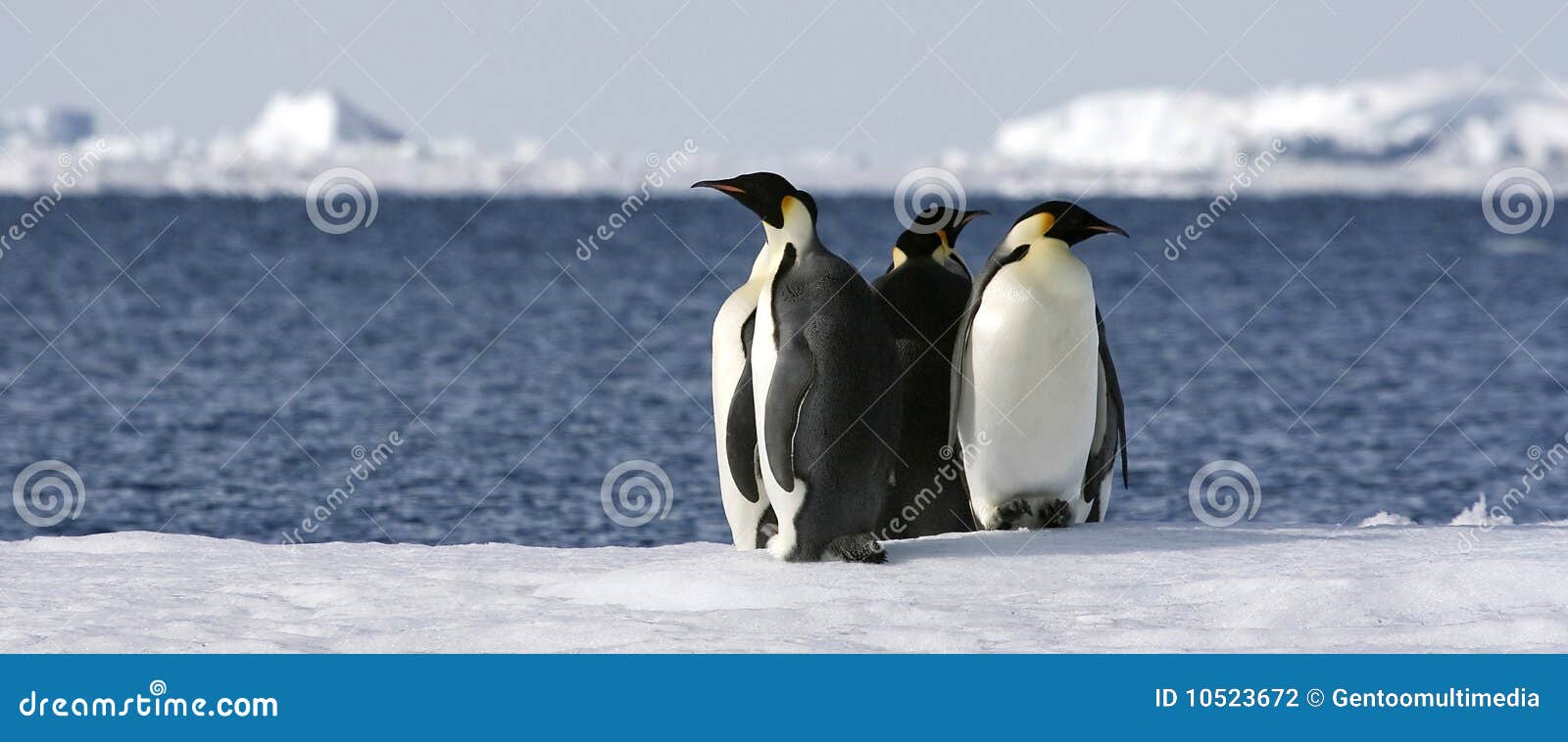 Emperor Penguins (Aptenodytes Forsteri) Stock Photo - Image of cold ...
