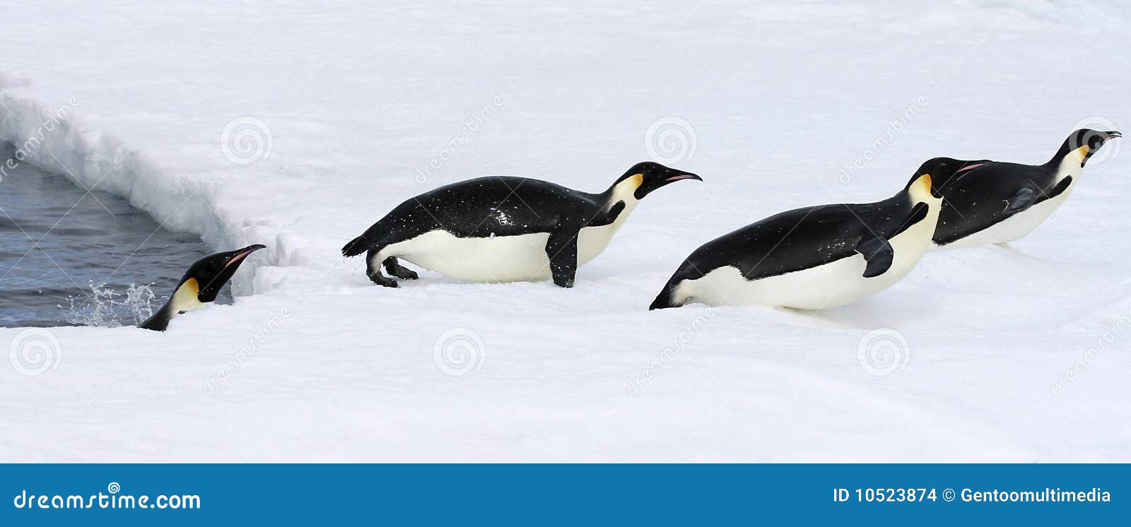 Emperor Penguins (Aptenodytes Forsteri) Stock Photo - Image of pole ...