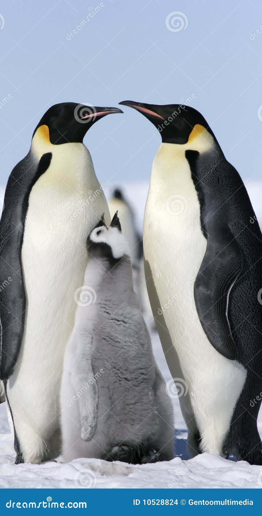 Emperor Penguins (Aptenodytes Forsteri) Stock Photo - Image of south ...