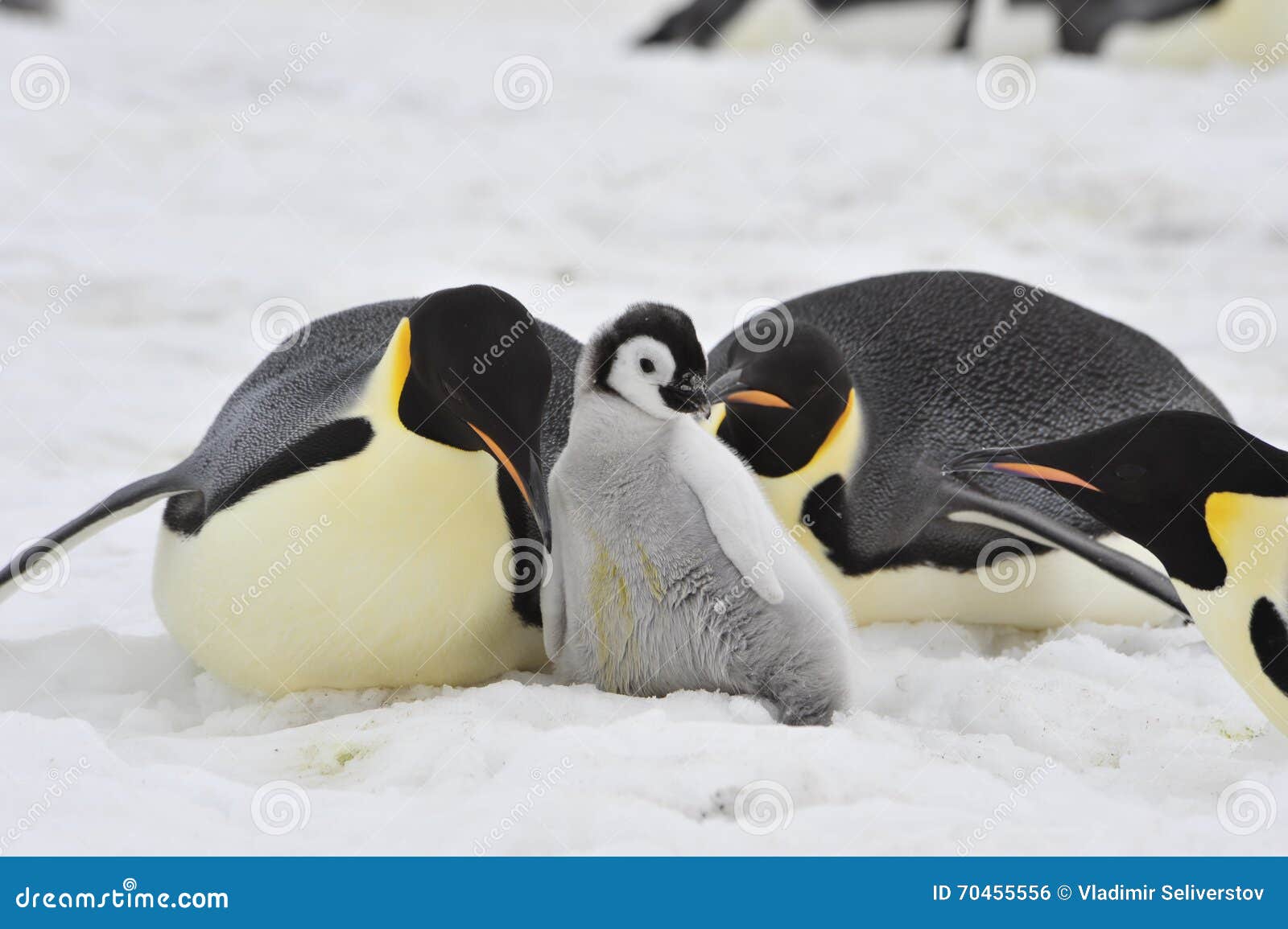 Emperor Penguins with Chick Stock Photo - Image of parents, little ...