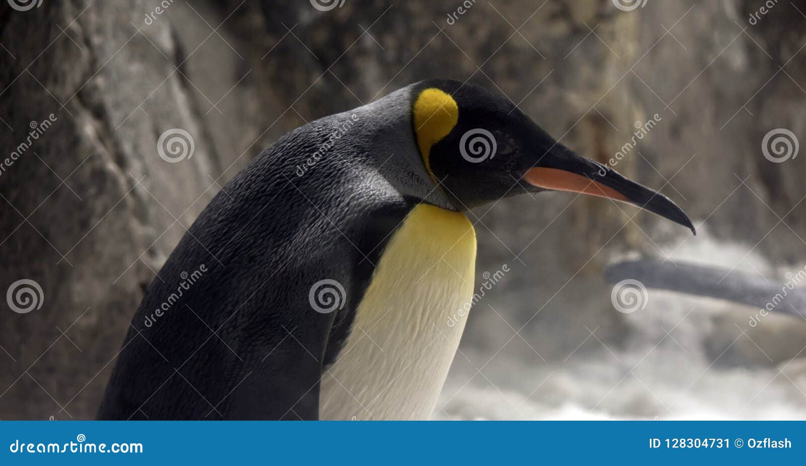 An emperor penguins stock image. Image of black, penguins - 128304731