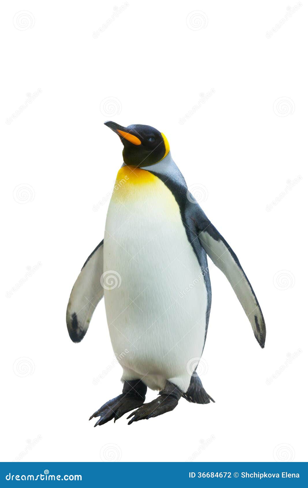 Emperor penguins. stock photo. Image of penguin, animal - 36684672