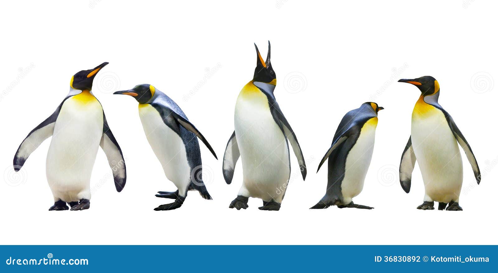 Emperor penguins stock photo. Image of beak, nature, south - 36830892