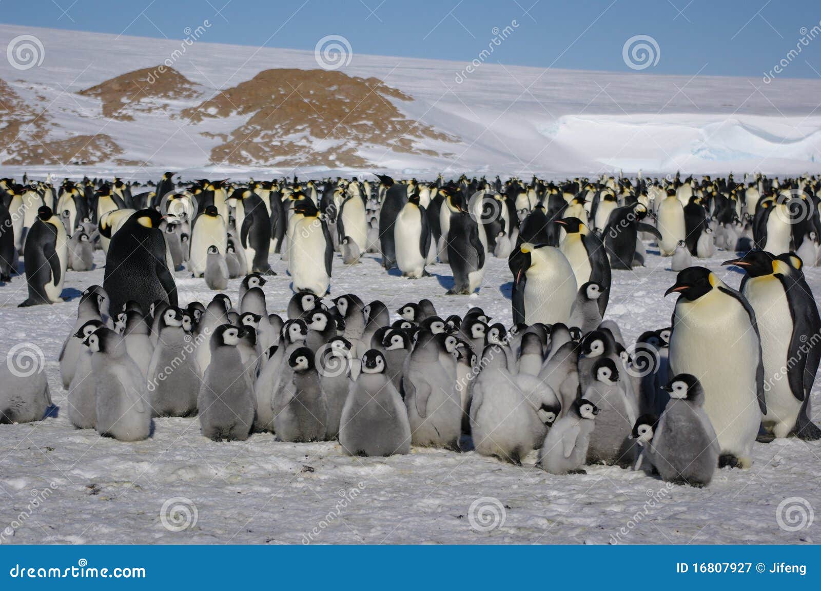 Emperor Penguins and Their Babies Stock Image - Image of baby, chick ...
