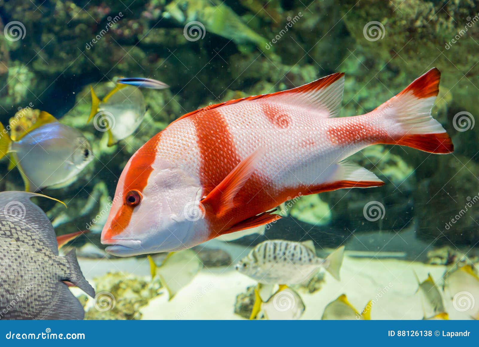 Emperor Red Snapper in the Aquarium Stock Photo - Image of pond ...