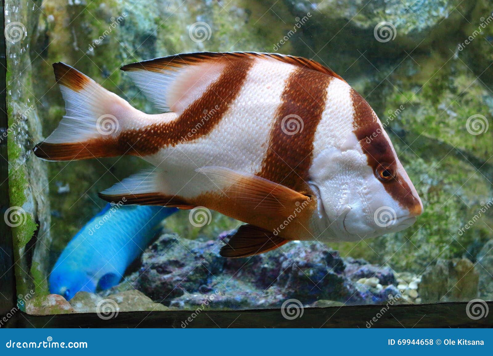 Emperor red snapper stock photo. Image of aquarium, snapper - 69944658