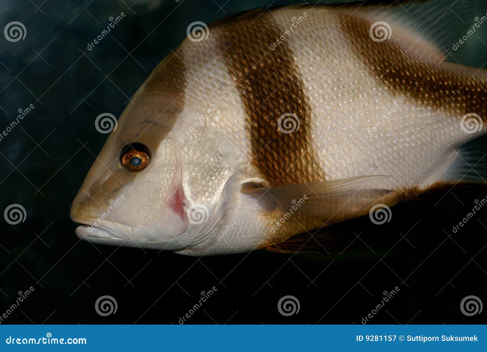Emperor Red Snapper (Lutjanus Sebae) Stock Image - Image of saltwater ...