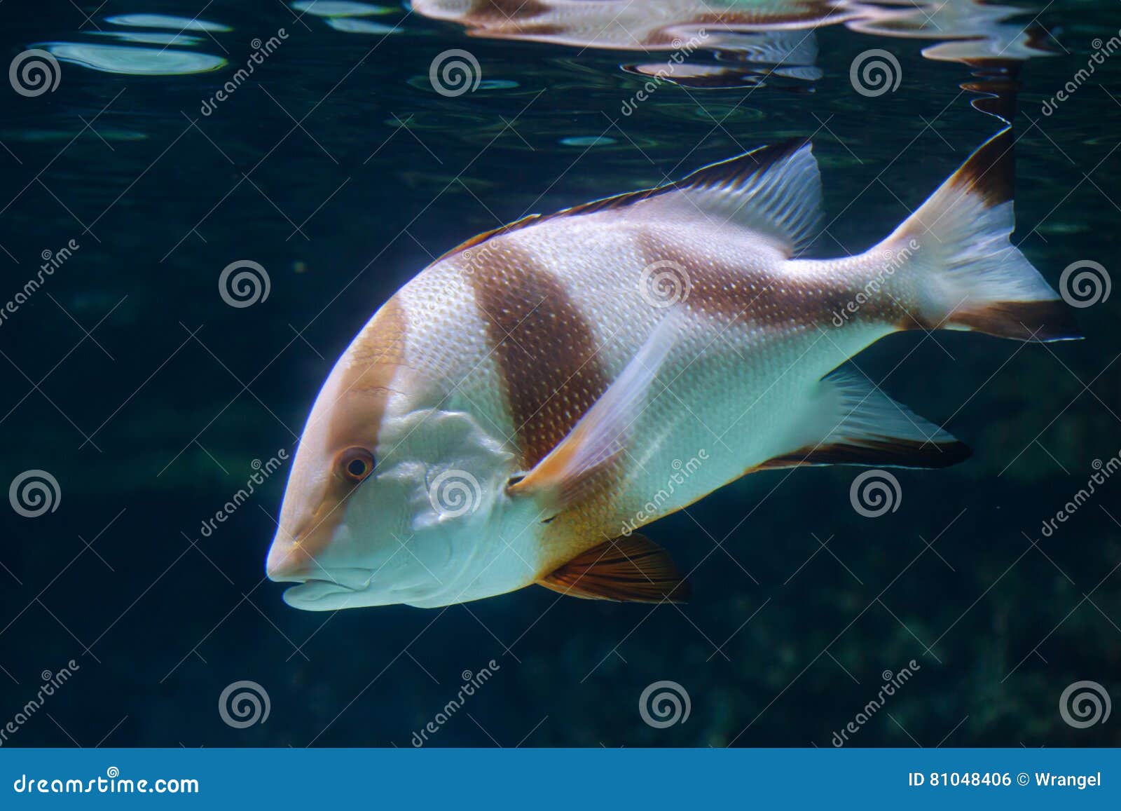 Lutjanus Sebae - Tropical Fish Stock Photography | CartoonDealer.com ...