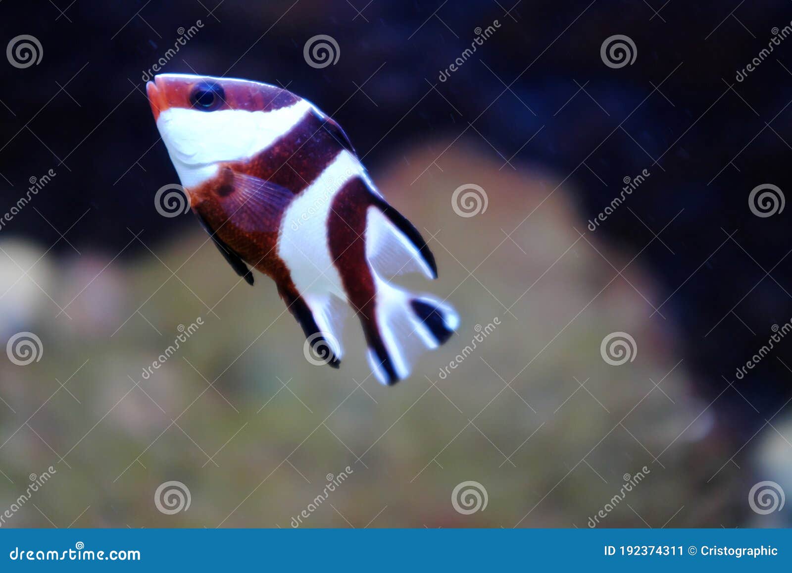 Emperor red snapper stock image. Image of colony, nature - 192374311