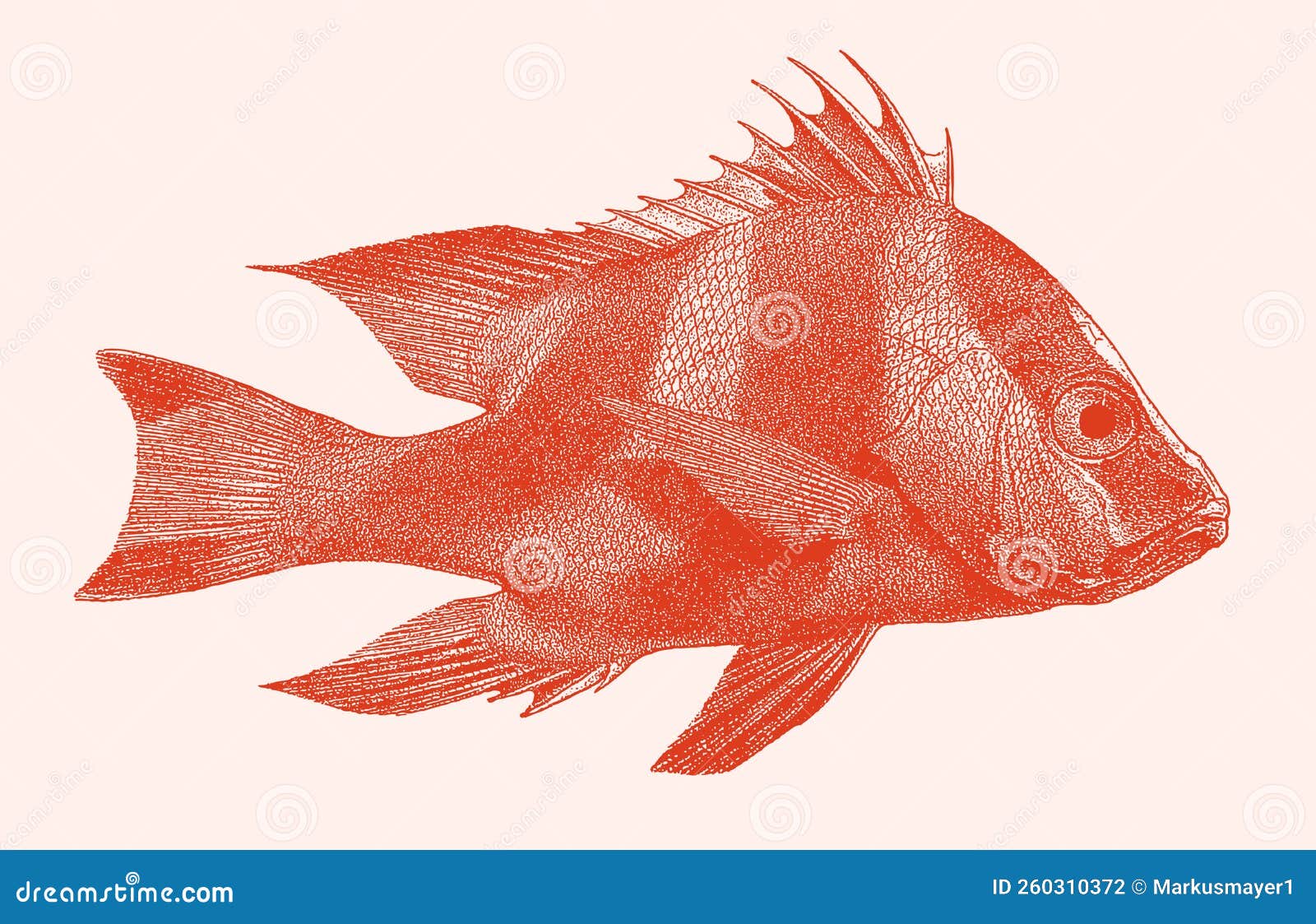 Emperor Red Snapper Lutjanus Sebae Stock Vector - Illustration of ...