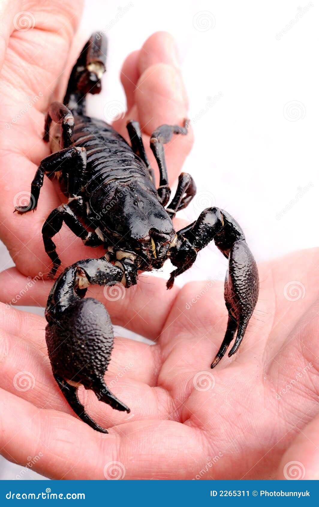Emperor Scorpion, Pandinus Imperator, Close Up Stock Photography ...