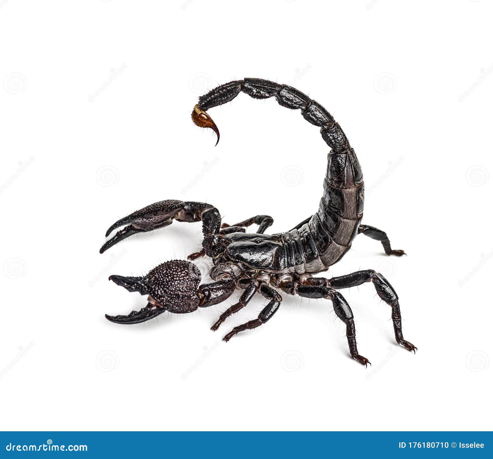 Emperor Scorpion Attacking, Pandinus Imperator, Isolated Stock Photo ...
